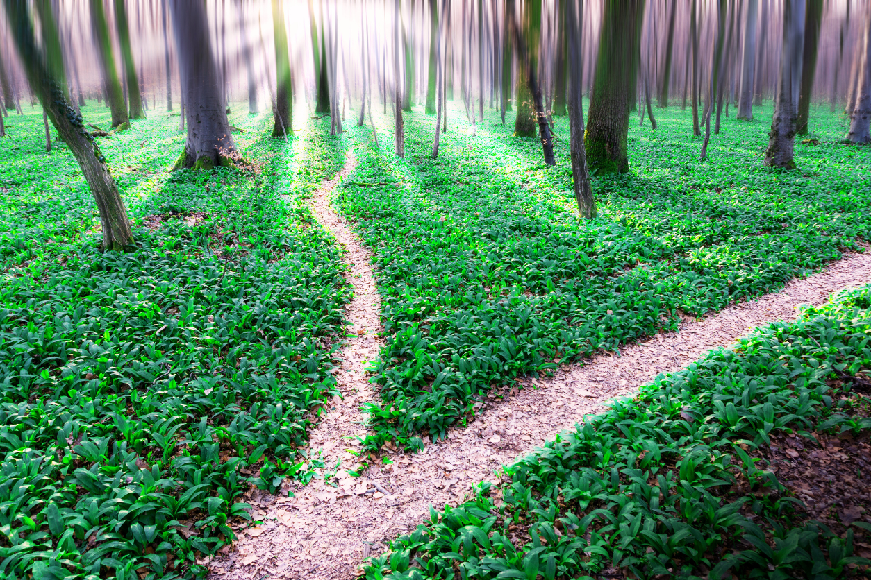 The Social Security Decision Tree | The Welch Group